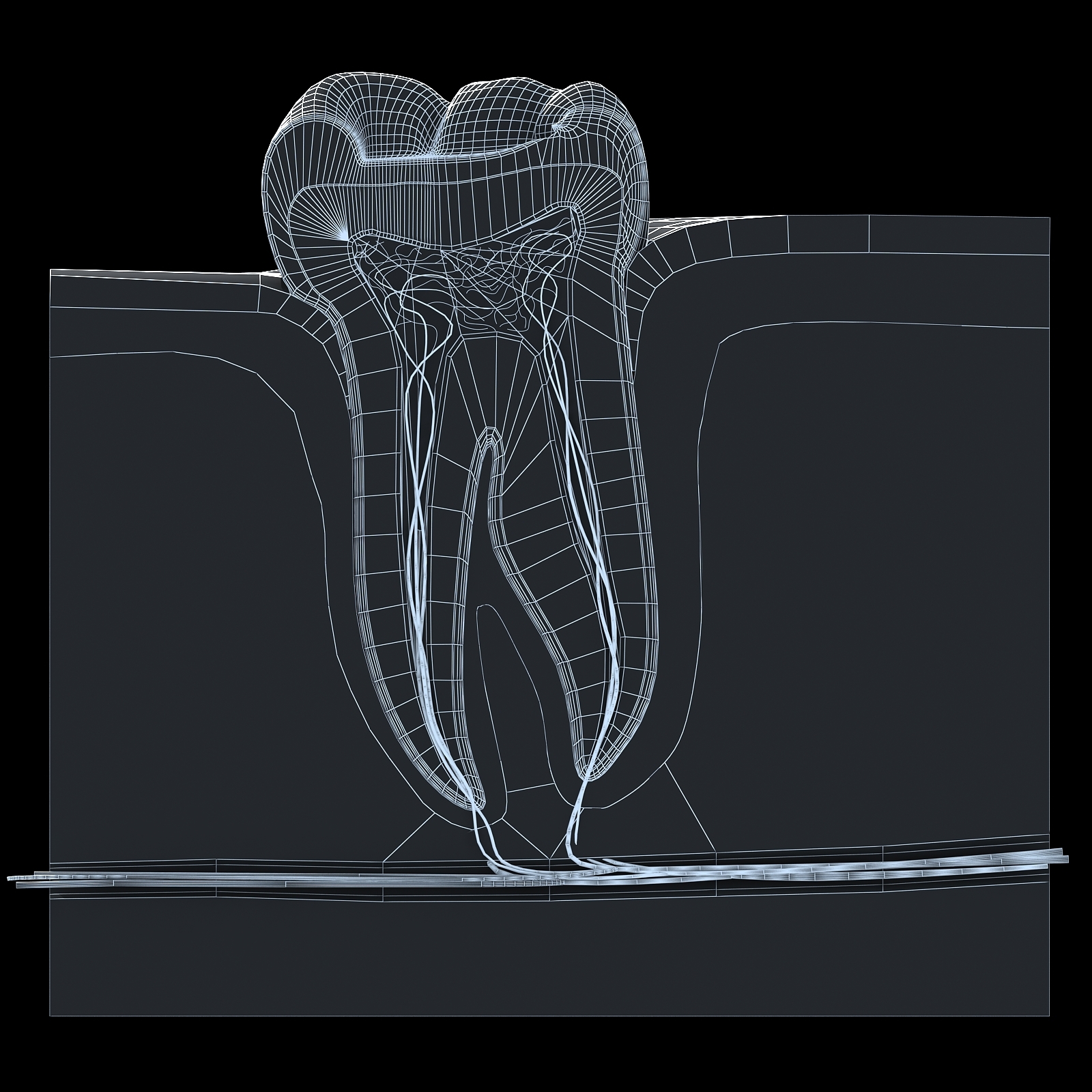 tooth cross section 3d 3ds
