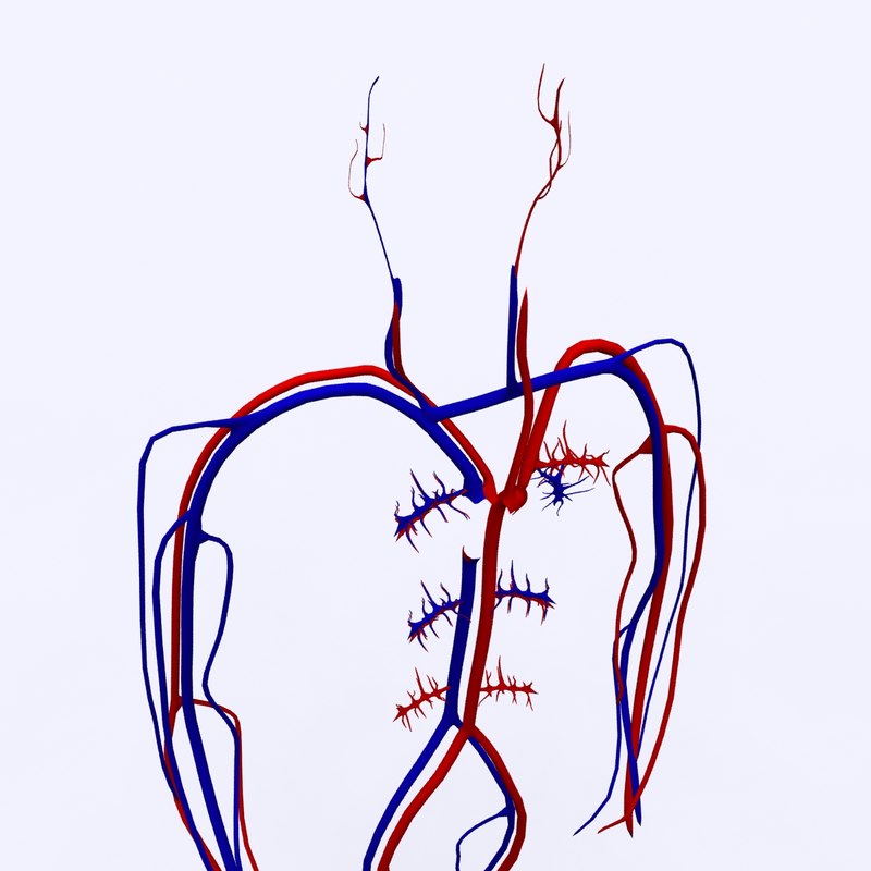 3d model basic circulatory 2010