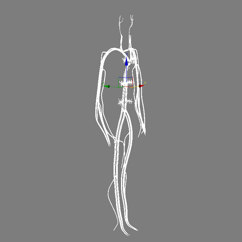 3d model basic circulatory 2010