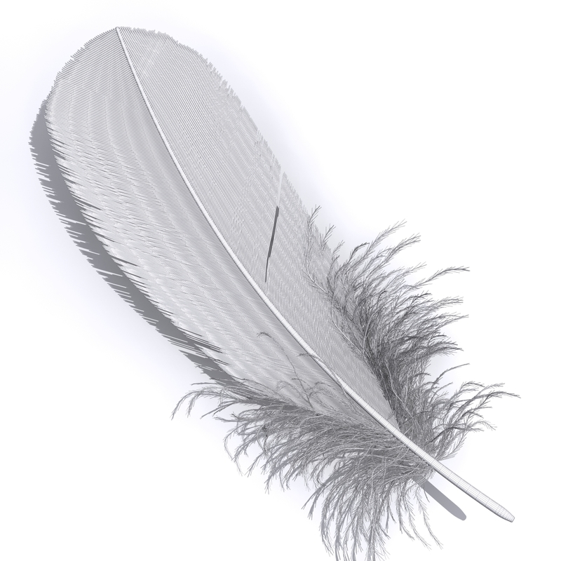 max realistic bird feather
