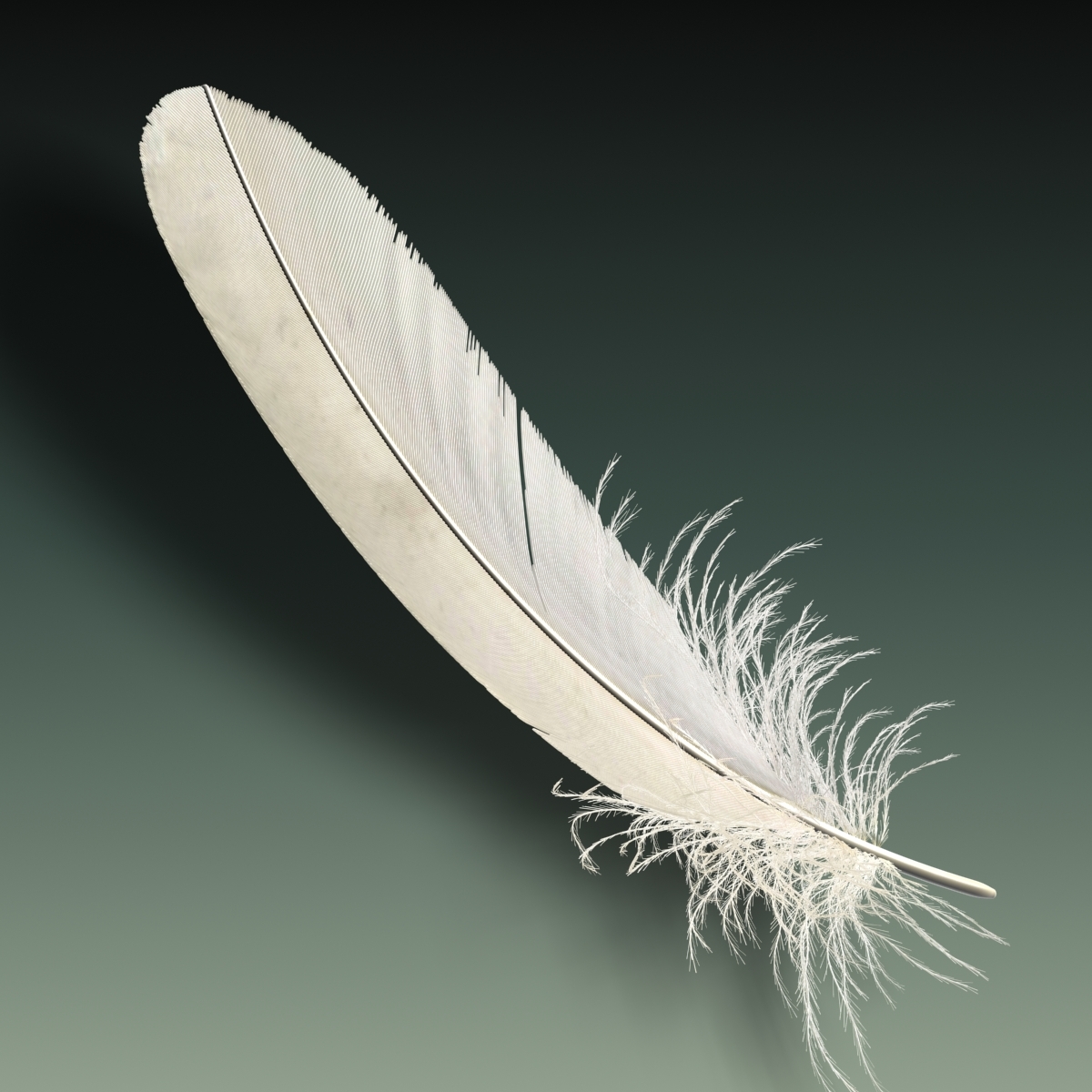 max realistic bird feather