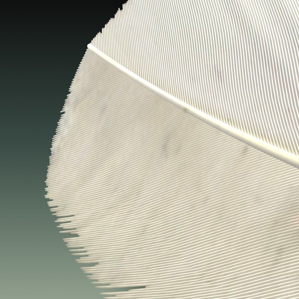 max realistic bird feather