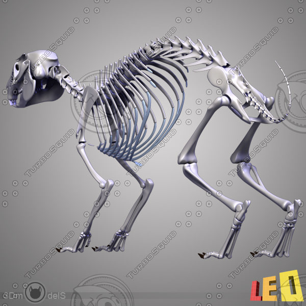 rabbit skeleton bones 3ds