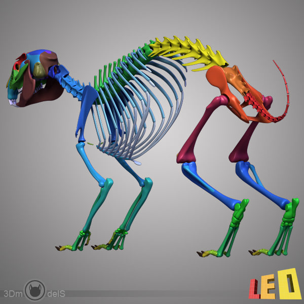 rabbit skeleton bones 3ds