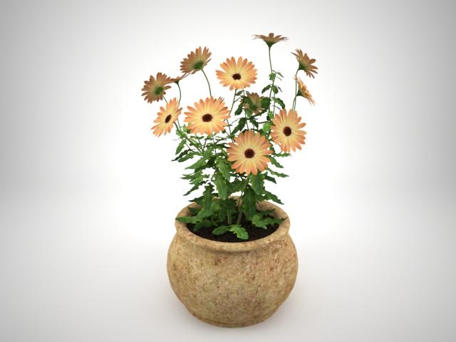 daisy plants pot flowers max