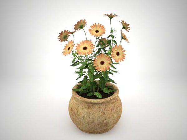 daisy plants pot flowers max