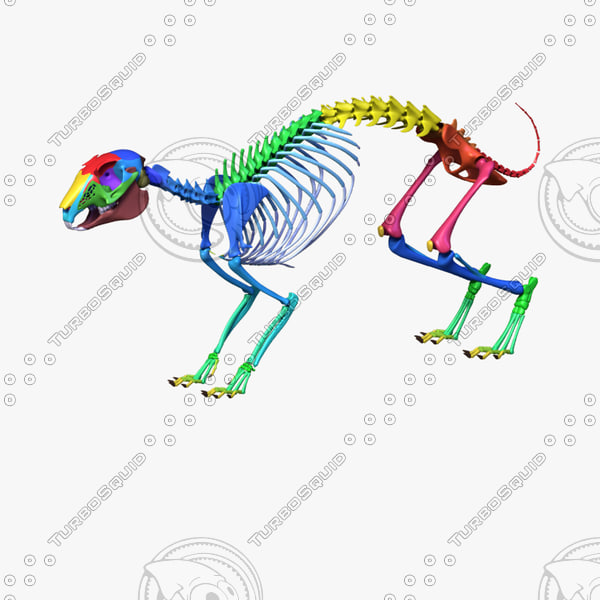 rabbit skeleton bones 3ds