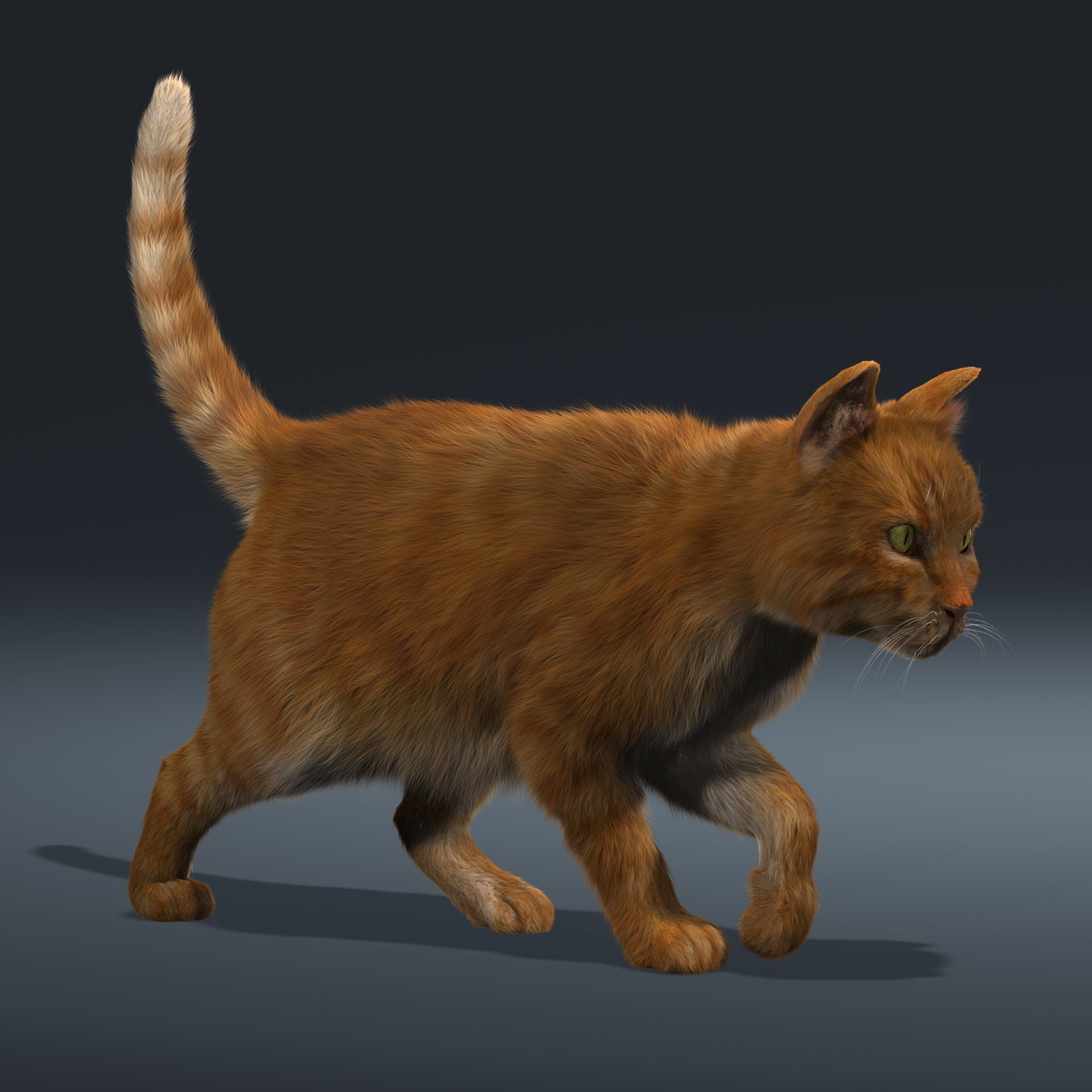 cats fur animations 3d model