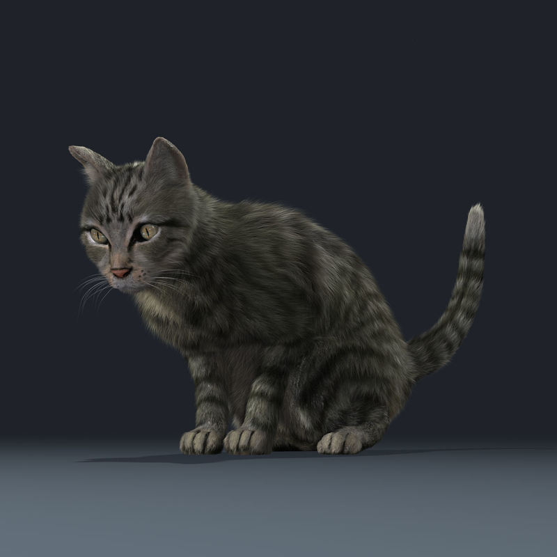 cats fur animations 3d model