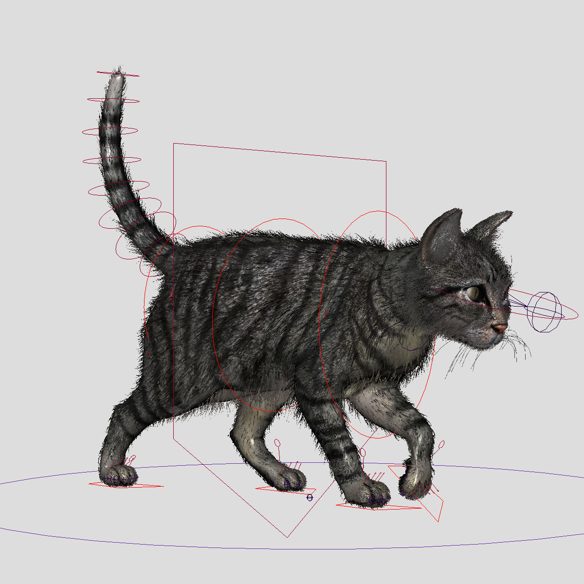 cats fur animations 3d model