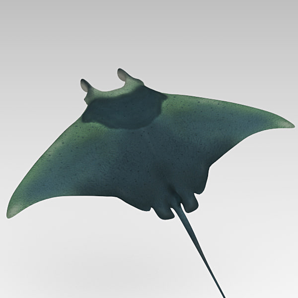 3D Manta Models | TurboSquid