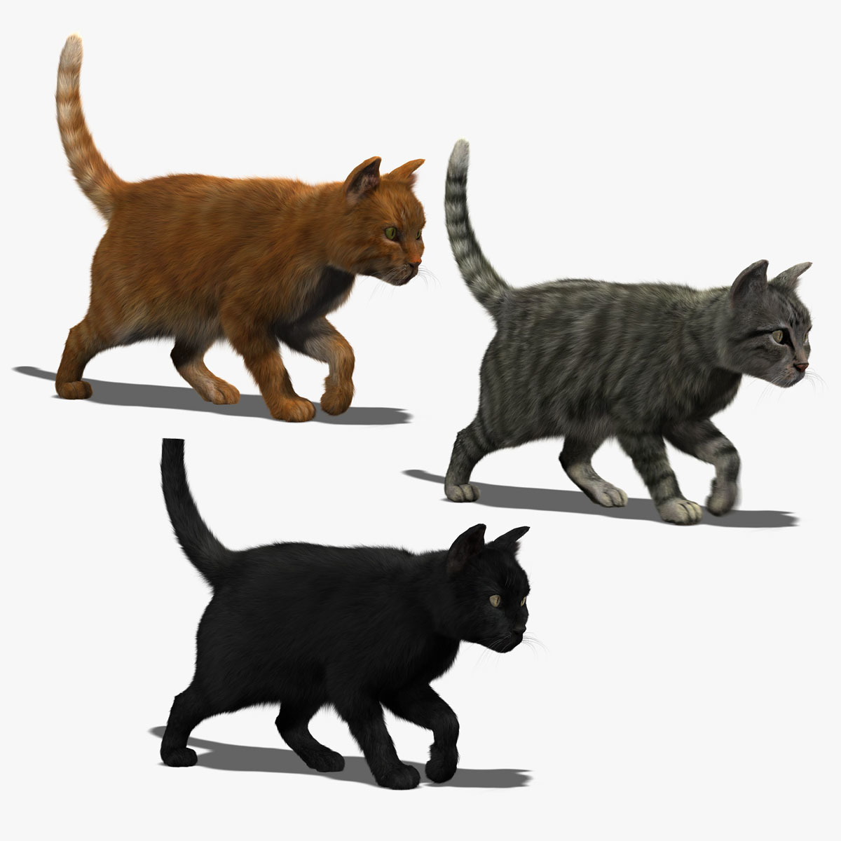 cats fur animations 3d model