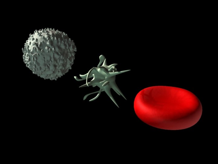 white blood cell 3d model