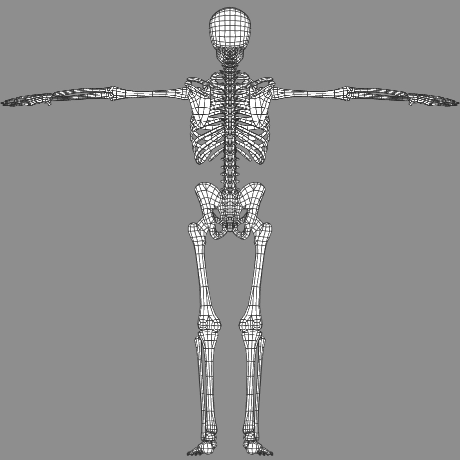 human skeleton 3d model