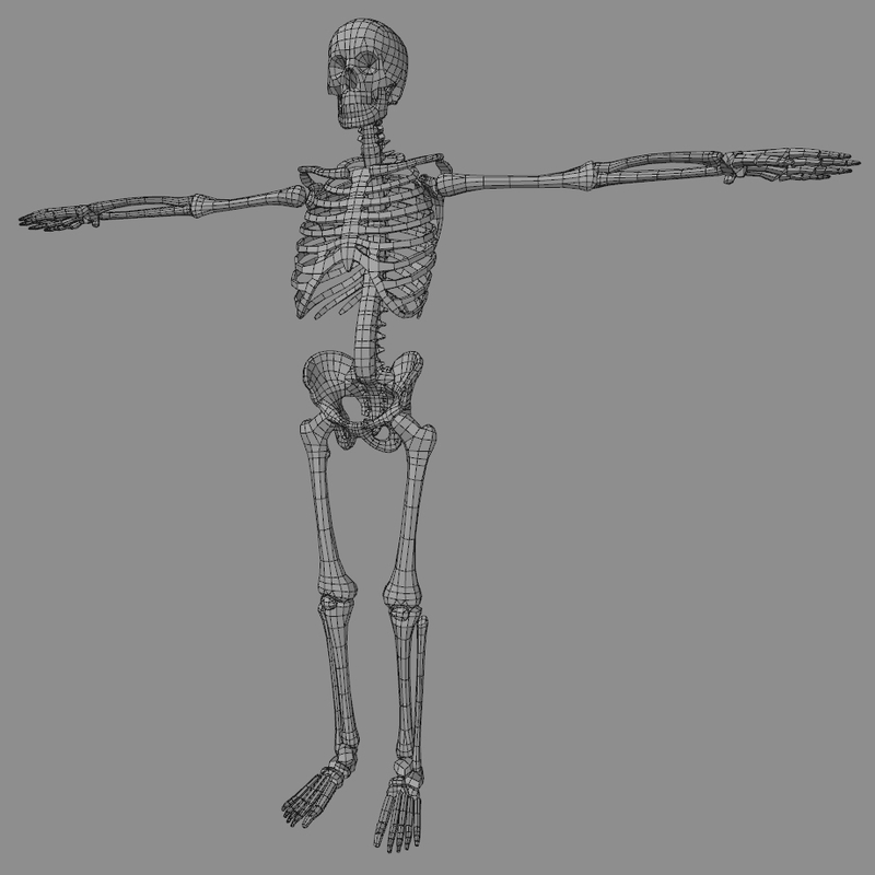 human skeleton 3d model