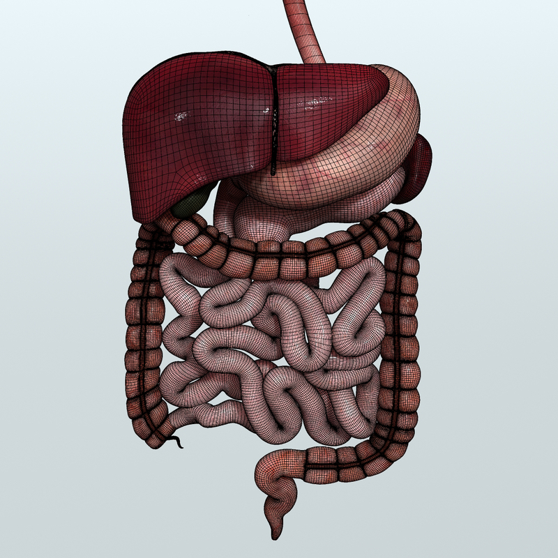 realistic human digestive 3ds