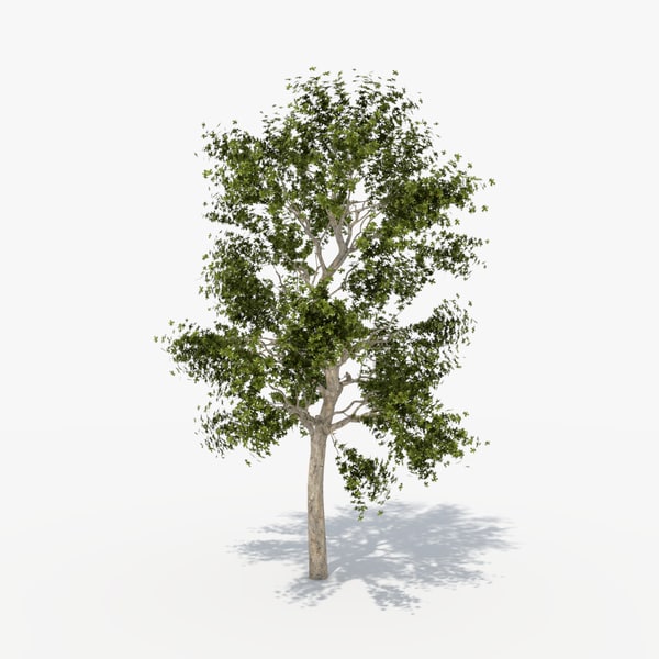 3d model tree
