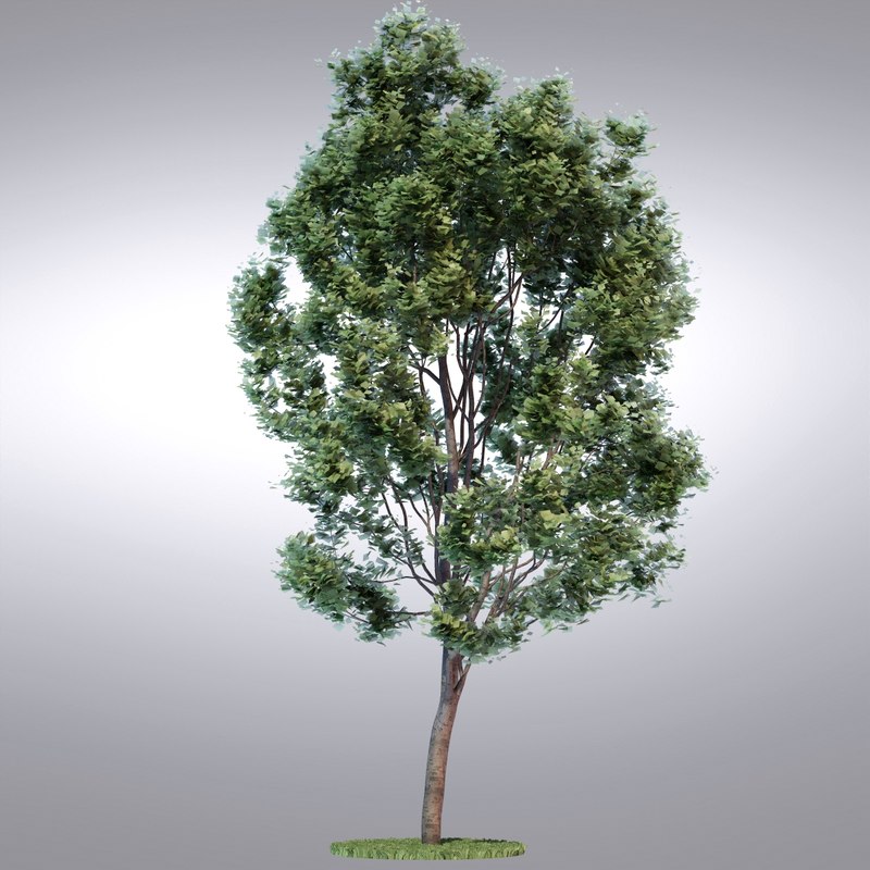hi realistic series tree 3d model