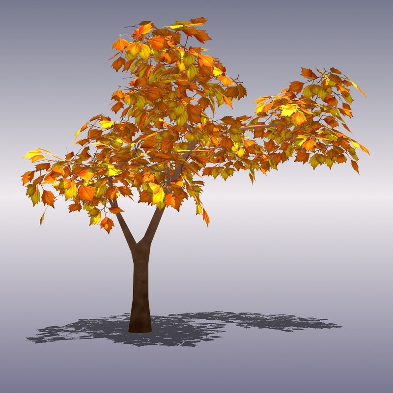Autumn Orange Leaf Tree 3d Model