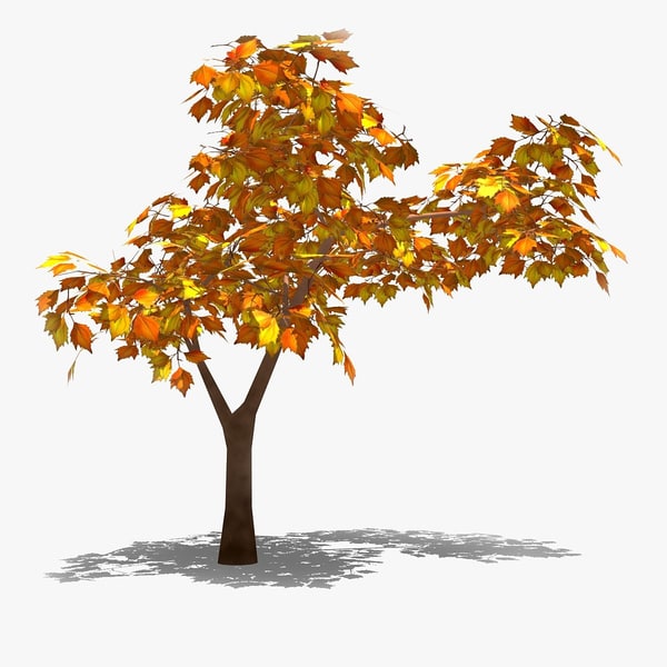autumn orange leaf tree 3d model