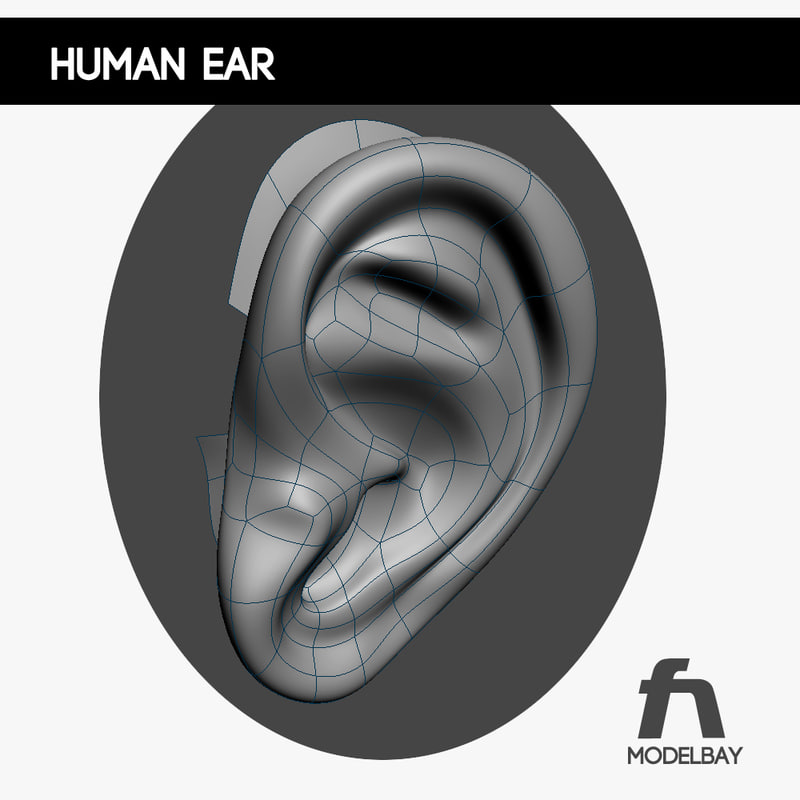 human ear 3d max