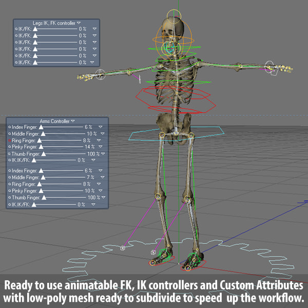 human skeleton rigged skull cranium c4d
