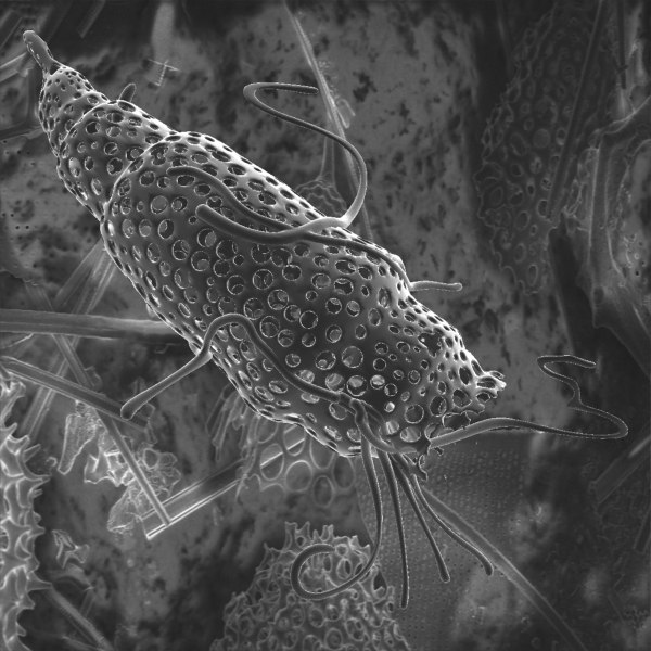 protist radiolarian 3d max