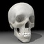 male skull 3d max
