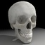 male skull 3d max