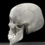 male skull 3d max