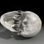 male skull 3d max