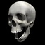 male skull 3d max