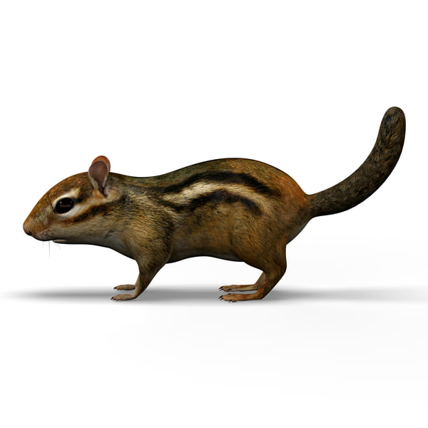 chipmunk modelled 3d c4d