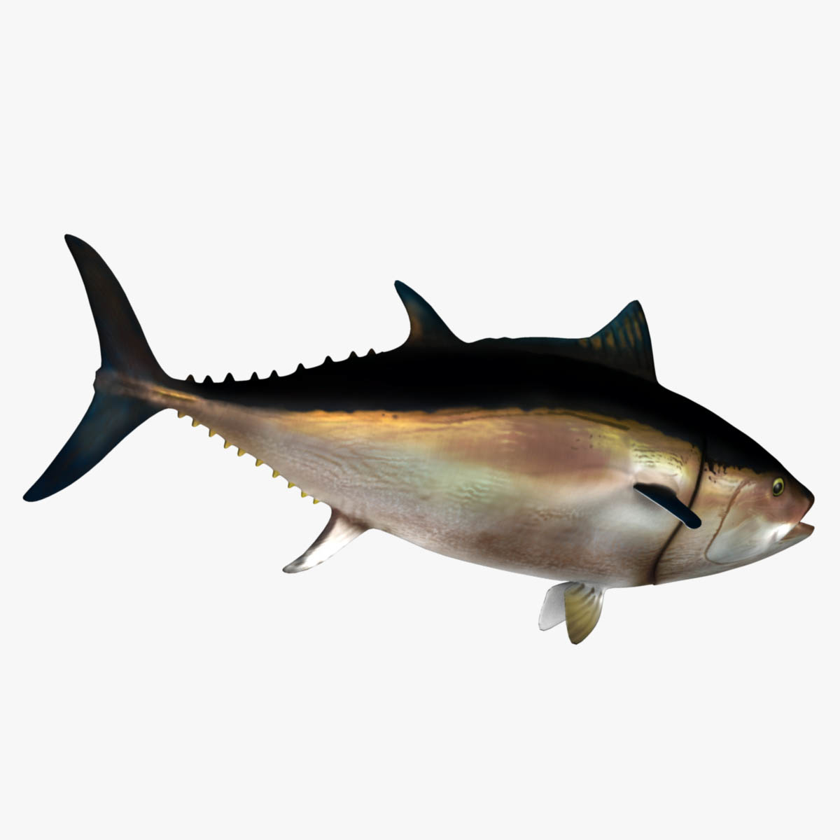 giant bluefin tuna 3d model