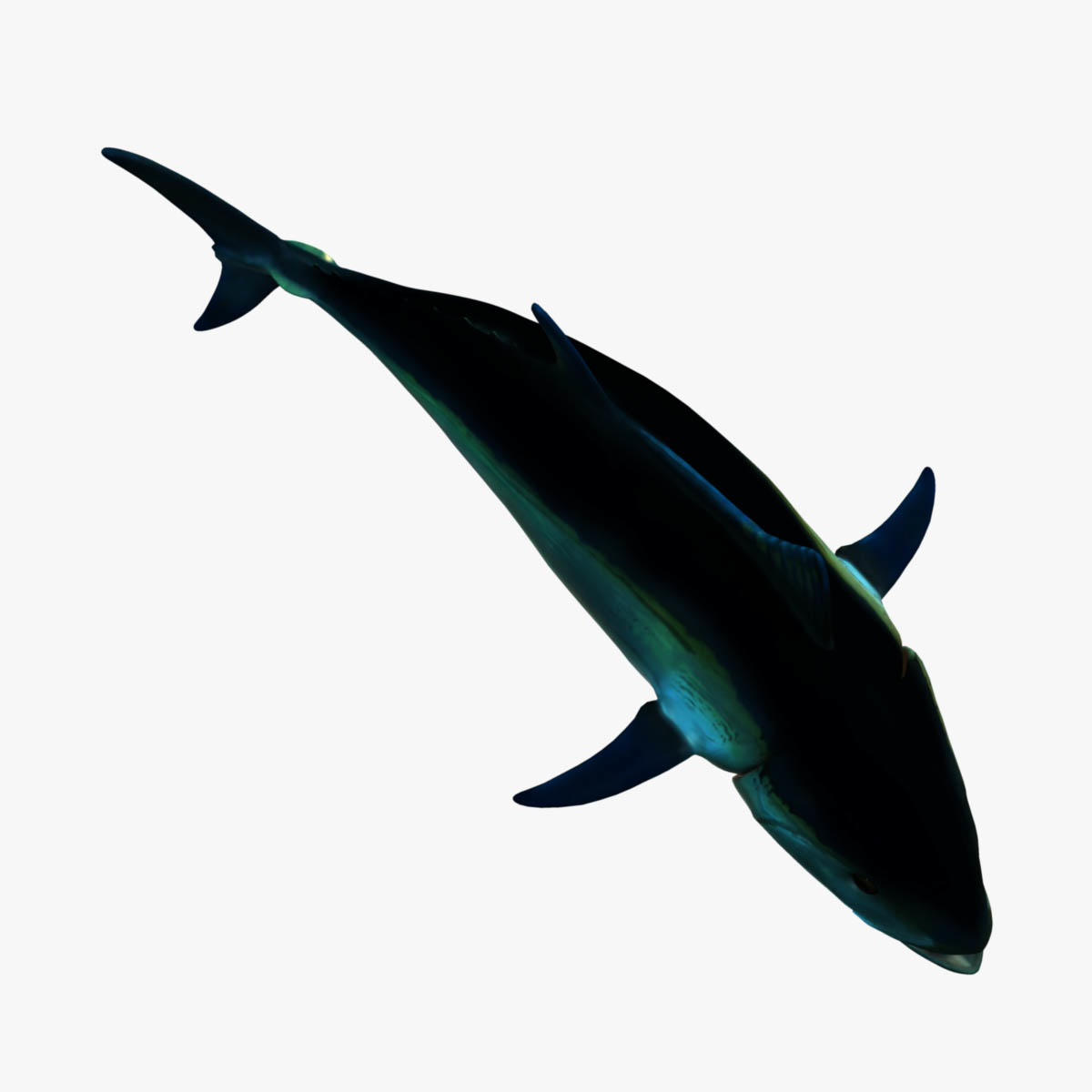 giant bluefin tuna 3d model