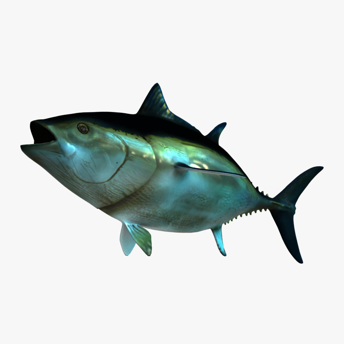 giant bluefin tuna 3d model