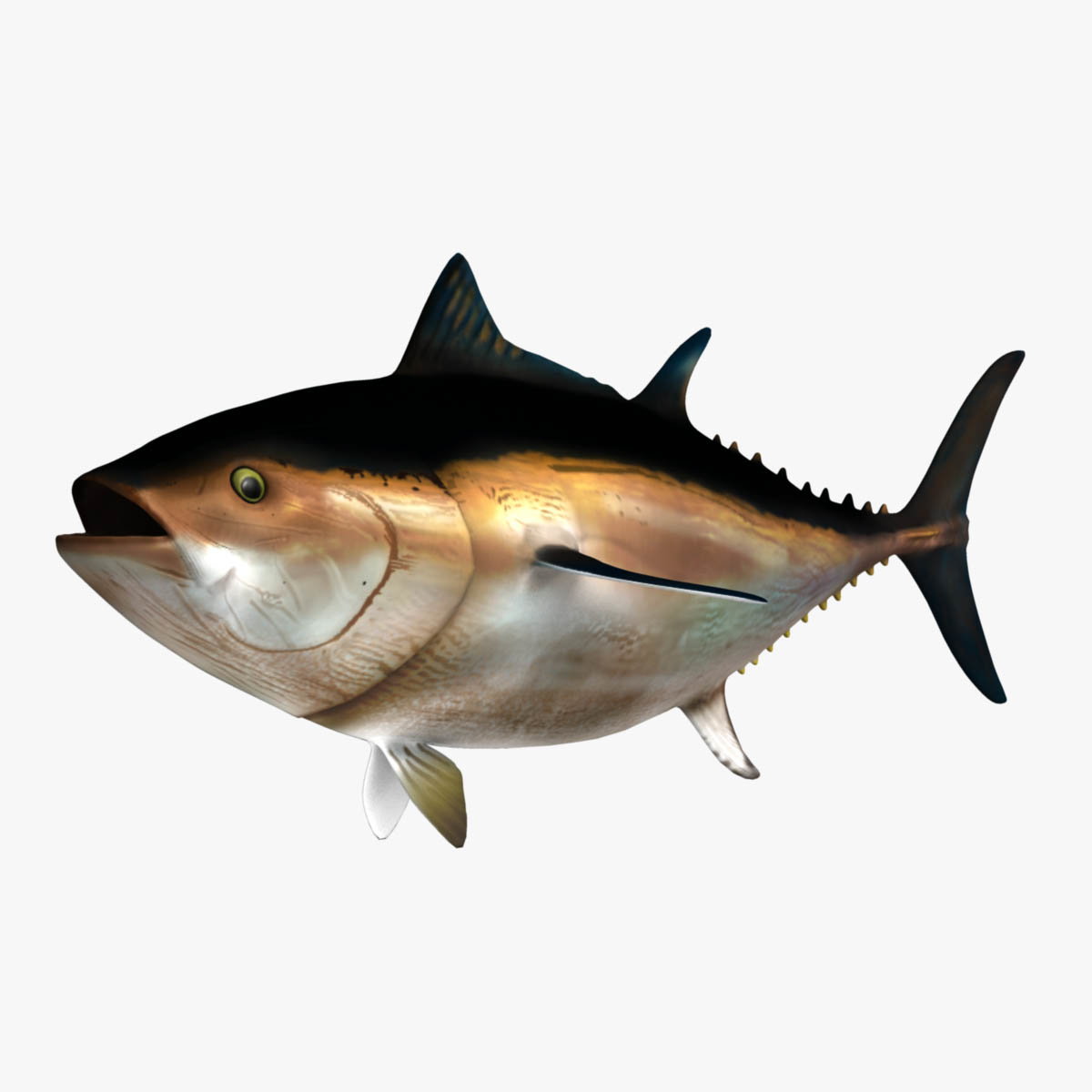 giant bluefin tuna 3d model