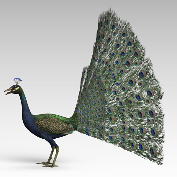 peacock feather 3d c4d