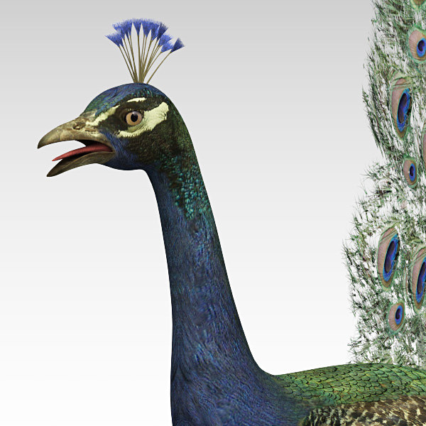 peacock feather 3d c4d
