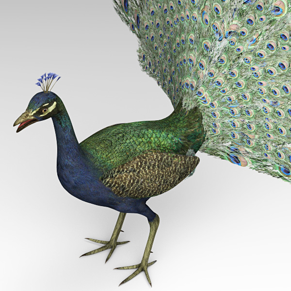 peacock feather 3d c4d