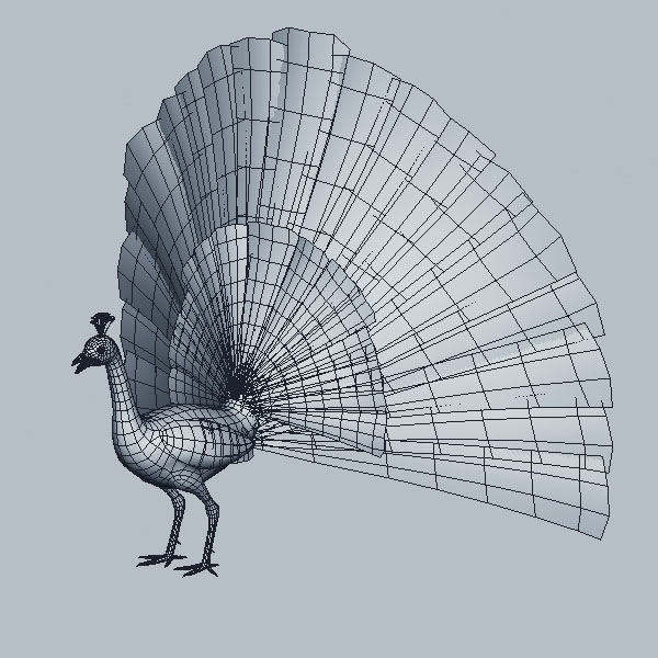 peacock feather 3d c4d