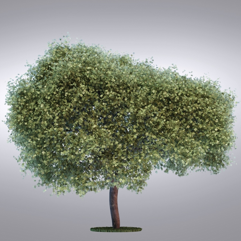 3d hi realistic series tree