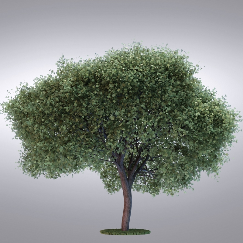 3d hi realistic series tree