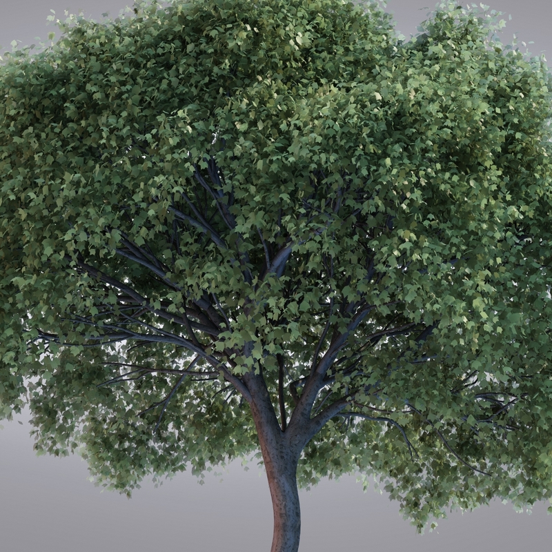 3d hi realistic series tree
