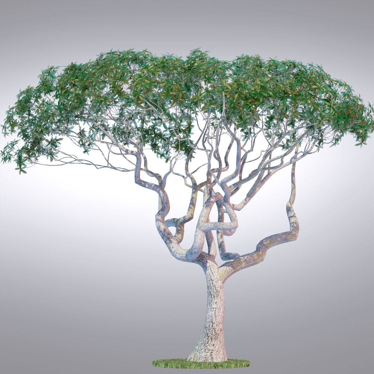 3d model realistic tree