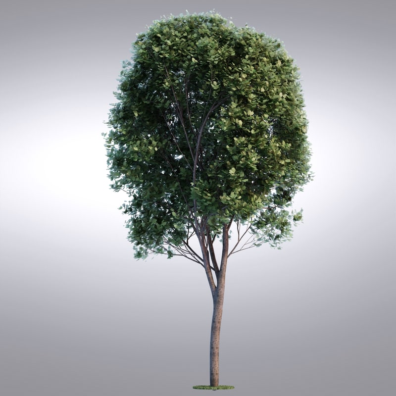 max realistic tree