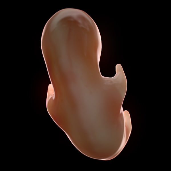 3d model fetus embryo development newborn baby