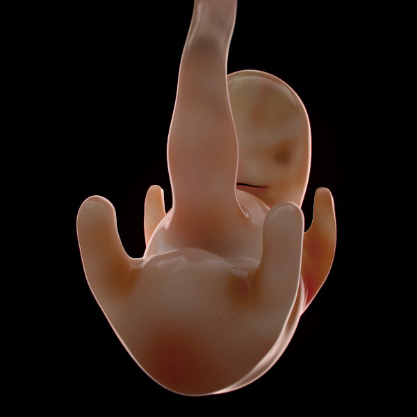 3d model fetus embryo development newborn baby