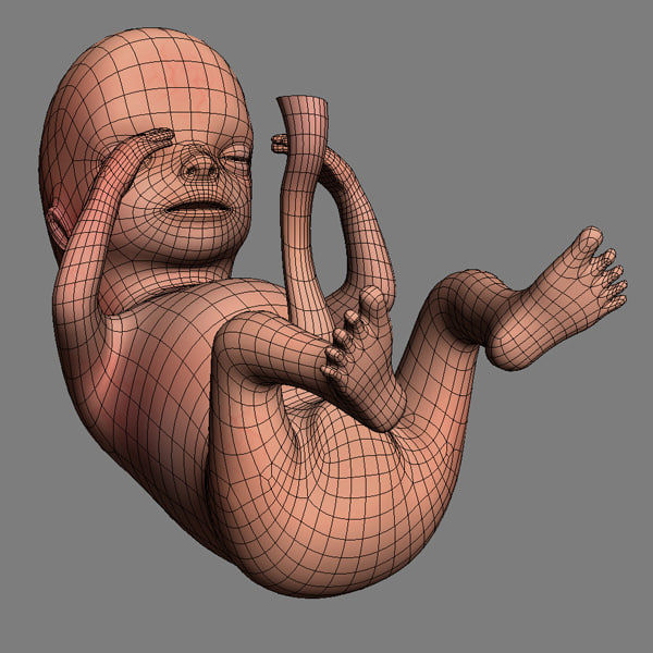 3d model fetus embryo development newborn baby