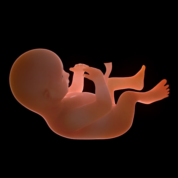 3d model fetus embryo development newborn baby